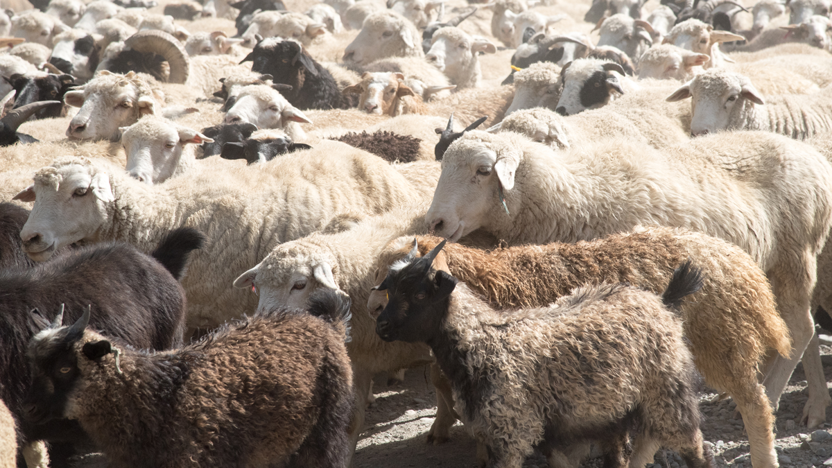 Msgr. Beaulieu – Separating Sheep from Goats – Nature and dignity